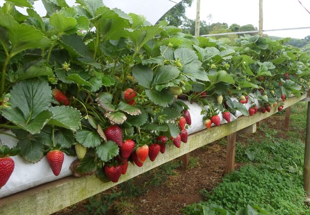 Cultivo semi-hidropônico de morango cresce em Santa Catarina – BLOG-Epagri
