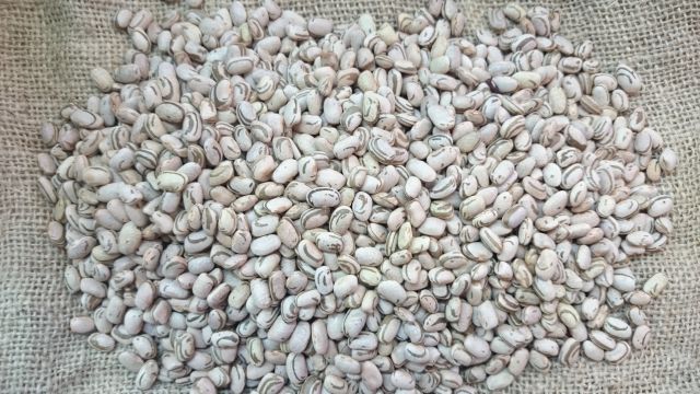 Epagri lança feijão carioca de alto potencial produtivo – BLOG-Epagri