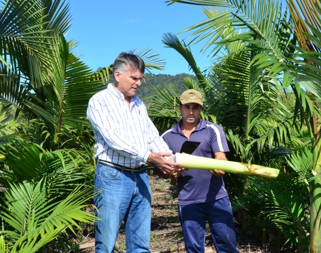Produção de palmito e açaí ganha força em Santa Catarina – BLOG-Epagri